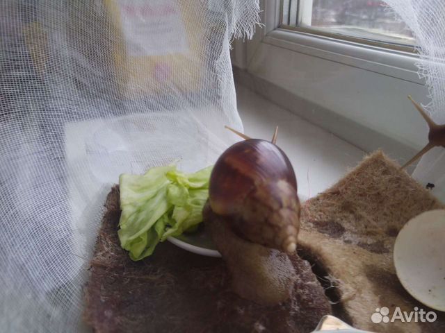 Улитка ахатин