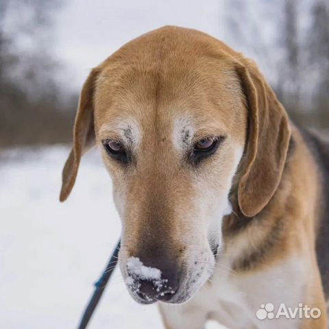 Русская гончая Рекс в дар