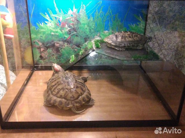 Красноухая черепаха с аквариумом