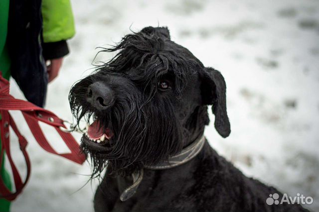 Ризеншнауцер