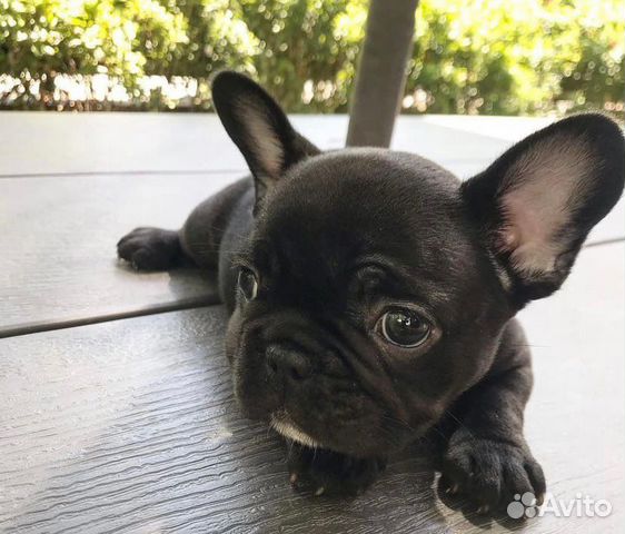 Щенки французики с паспортами