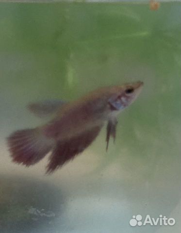 Молодая самка петушка