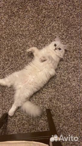 Кот Хайленд страйт в добрые руки