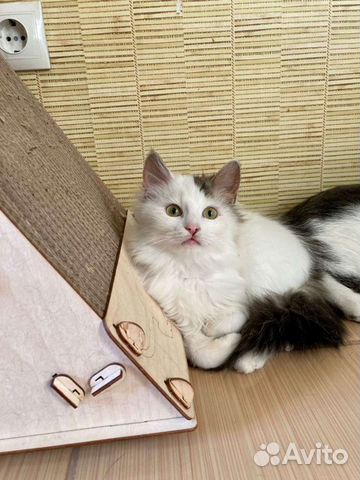 Котенок 5мес ласковый, но пугливый