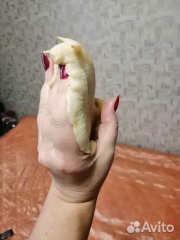 Улитки ахатины бесплатно