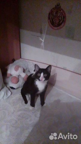 Отдам котика, 4, 5 месяцев