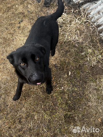 Собаки бесплатно в добрые руки щенки
