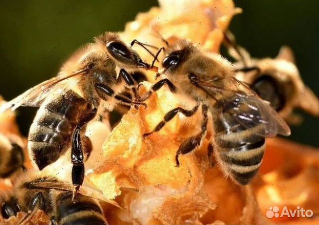 Пчелопакеты, пчелы сезон 2022