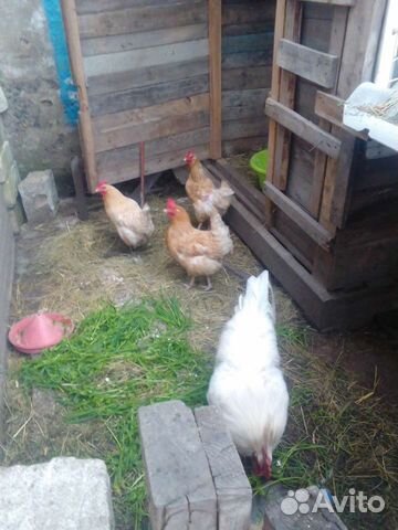 Куры несушки