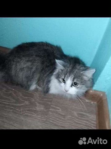 Кошечка