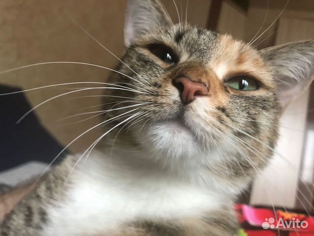 Кошака не дающая покоя) в добрые руки дар