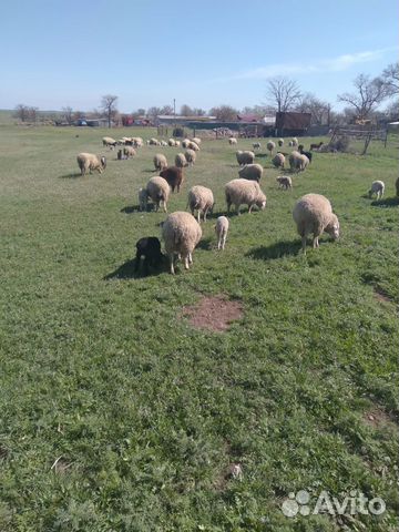 Овцы бараны ягнята