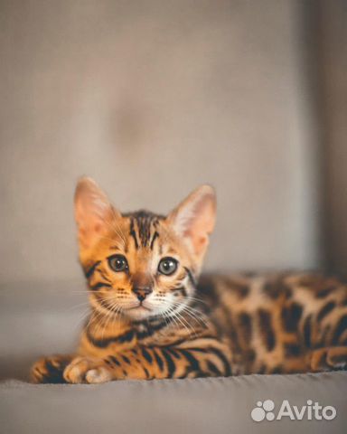 Бенгальские котята