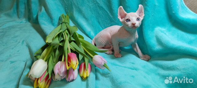 Котенок Двельф Канадский сфинкс