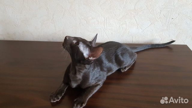 Ориентальная кошка