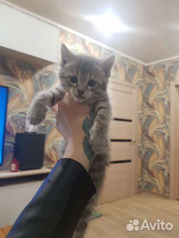 Бенгальская кошка (помесь с британцем)