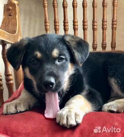 Щенок красавчик