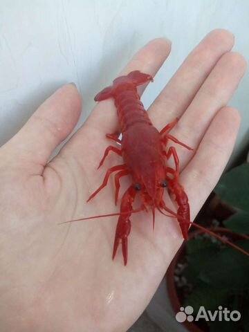 Калифорнийские раки