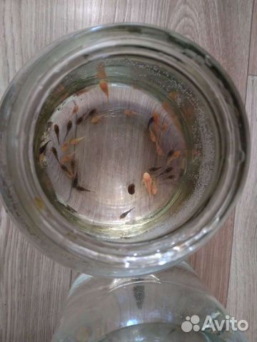 Мальки сомиков анцитрусов