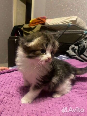 Шотландские вислоухие котята