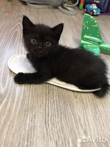 Шотландский котенок