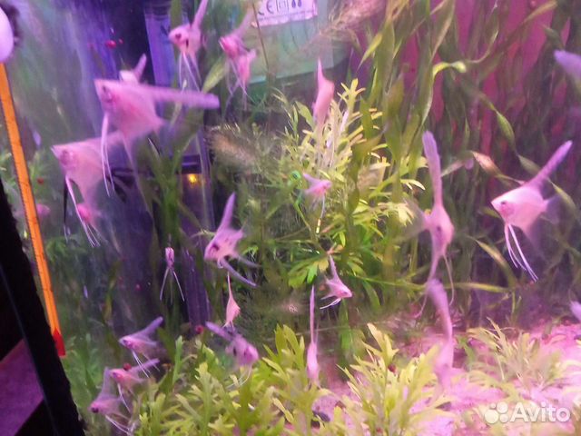 Аквариумные рыбки и растения в Самаре