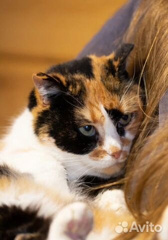 Красавица Алиса ждёт любящую семью