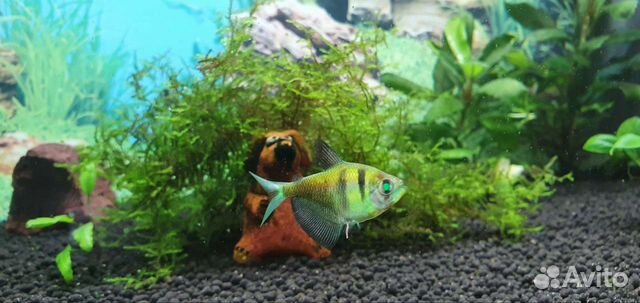 Аквариумные рыбки