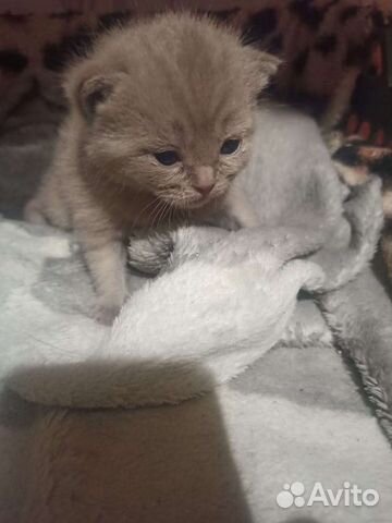 Британская