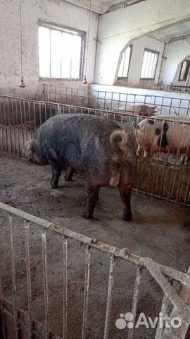 Хряк породы дюрок