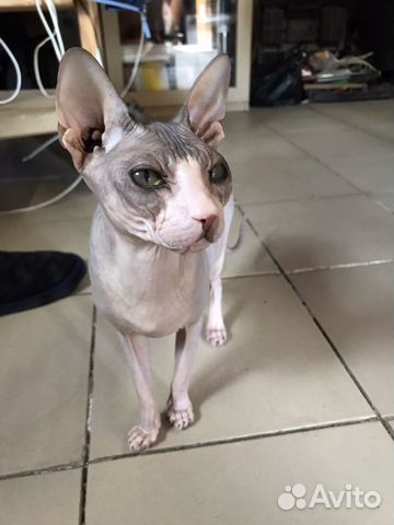 Египетская кошка