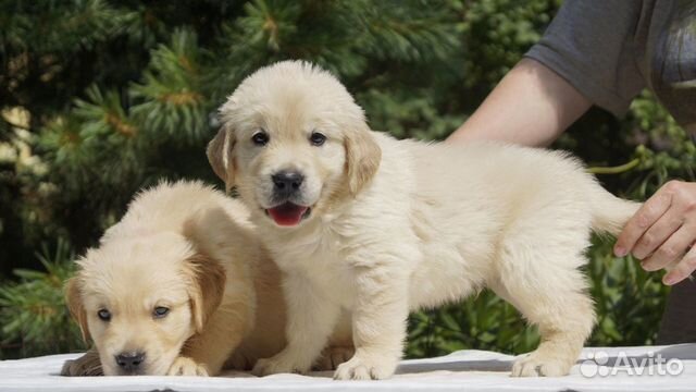 Весенние малыши-голдены