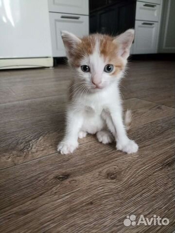 Рыжий котенок мальчик 1.5месяца