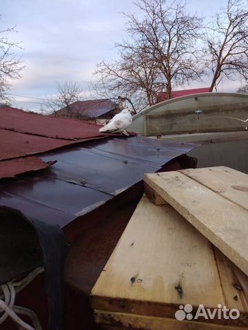 Кто потерял белого голубя