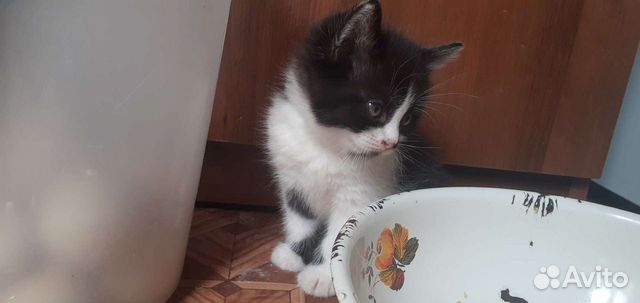 Кошка в дар