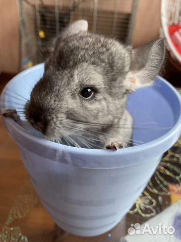 Шиншилла (детеныши)