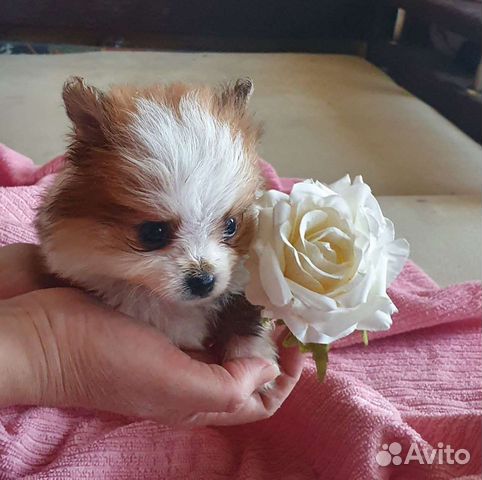 Померанский шпиц