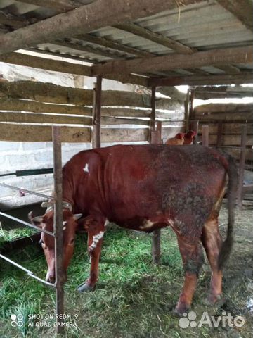 Продаются тёлки, семя голштинской породы