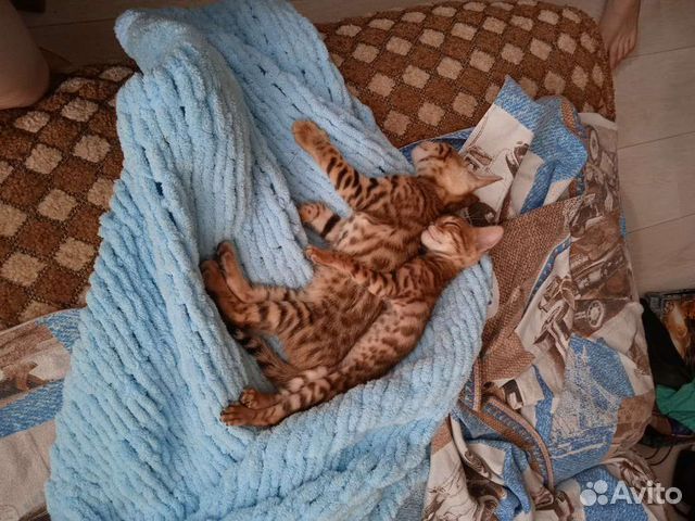Продаю Бенгальских котят