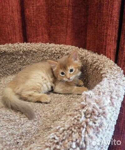Сомалийские котята