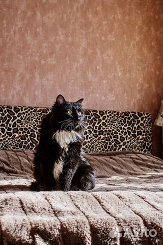 Кот большой и добрый