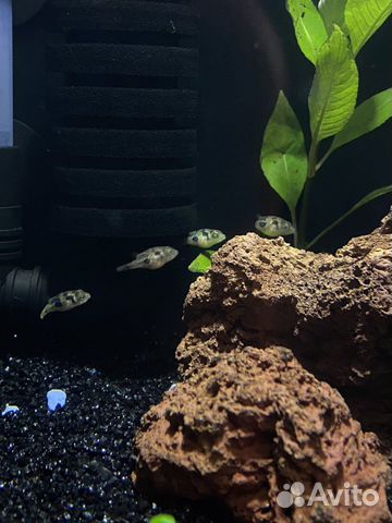 Аквариум кубик 27 литров