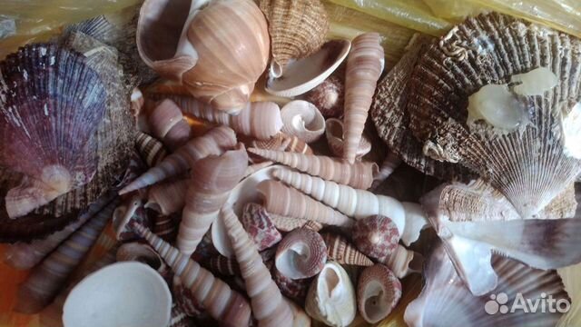 Ракушки для аквариума