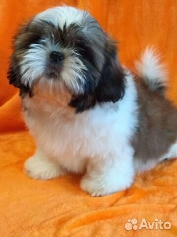 Ши-тцу мальчик