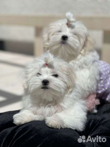 Мальтийская болонка