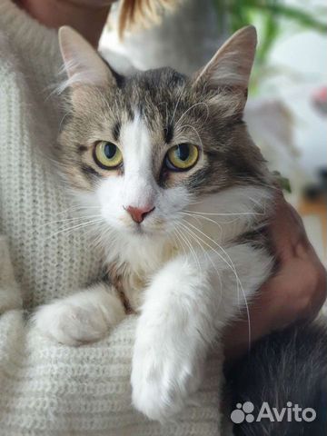 Кот Компот из Крыма