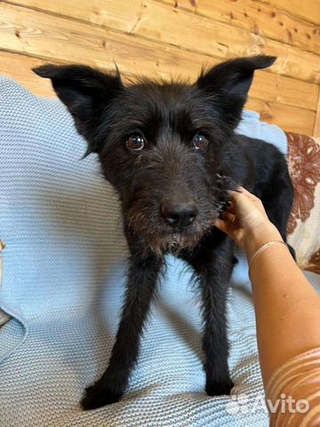 Среднего размера терьеристая собака в дар