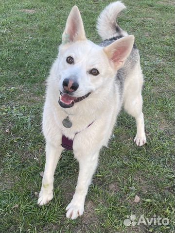 Собака Халва в добрые руки