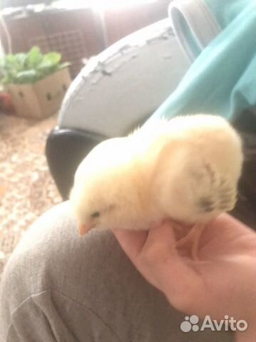 Цыплята кур несушек вывод 01.05