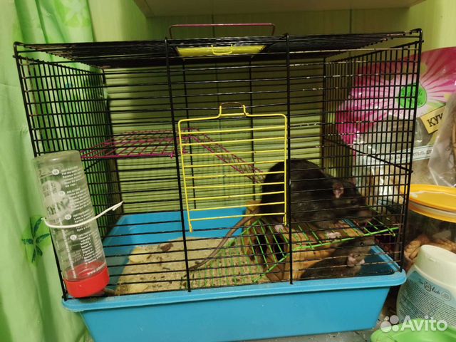 Крысы вместе с клеткой